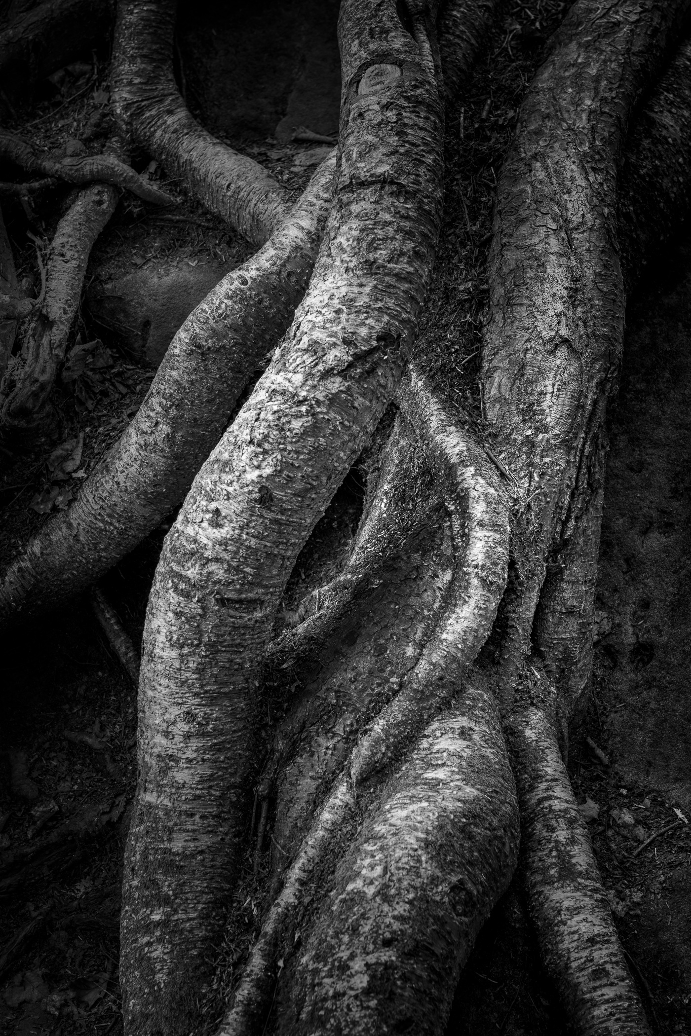 Arms And Legs Pennsylvania Arms And Legs Pennsylvania
